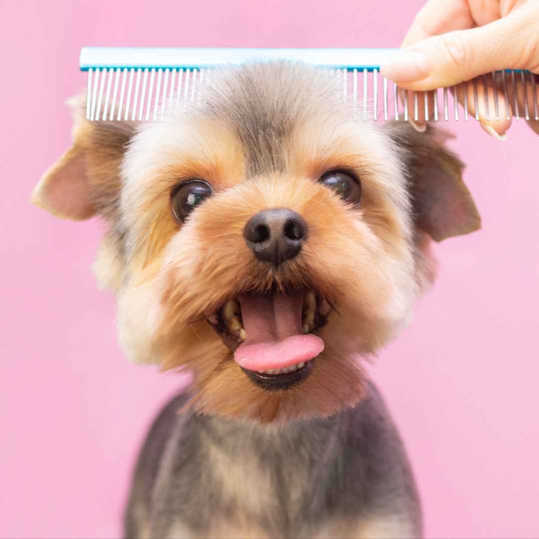 Top 5 Dog Grooming Tips – Bisous Pets